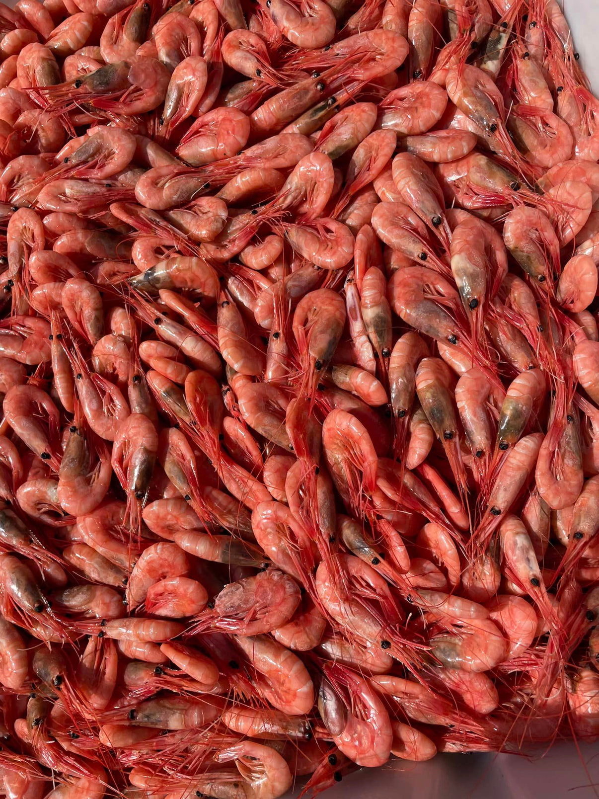 1 Kg - Reker – Færder Sjømat