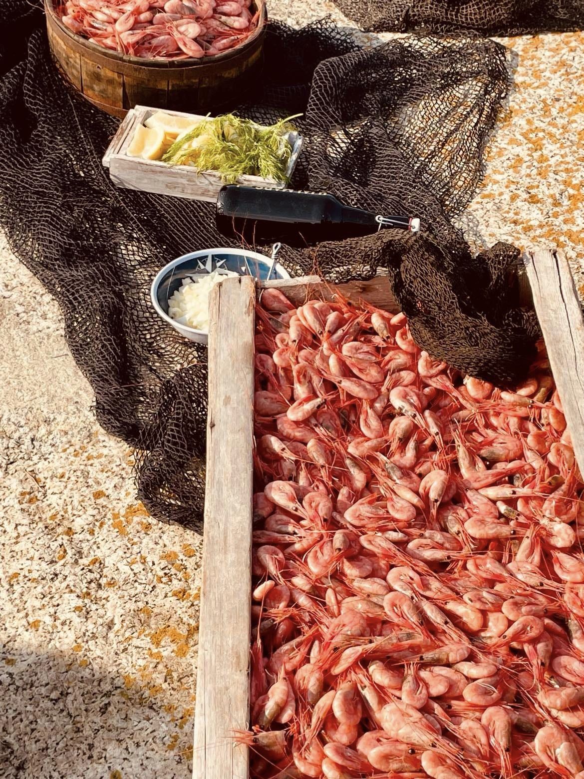 Hvordan Tine Reker: En Komplett Guide Til Hvordan Å Tine Reker – Færder ...