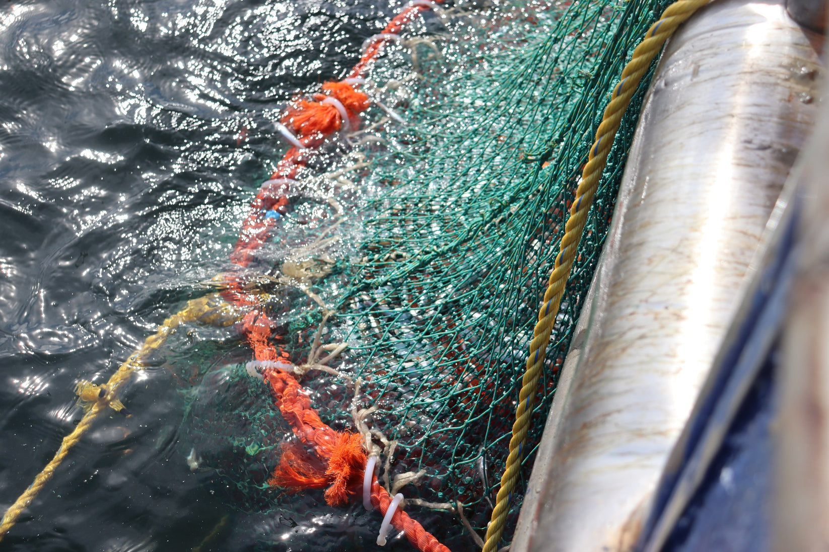 1 Kg - Reker – Færder Sjømat